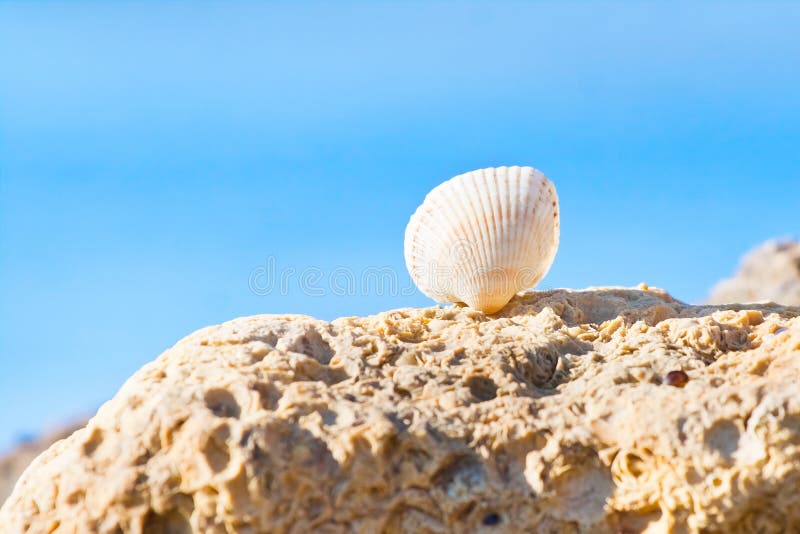 Coquillage De Lamarcki De Cerastoderma Sur Une Pierre Contre Le Ciel ...