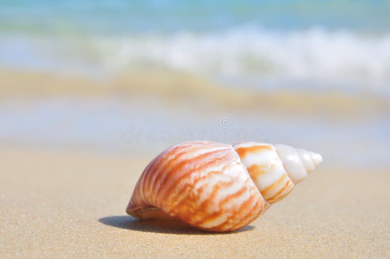 Coquillage Sur Le Bord De Mer Image stock - Image du profondeur, bleu ...