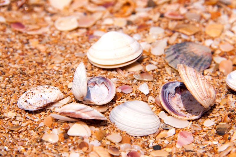 Les Coquillages Encadrent Sur Le Fond De Sable De Plage Le Bord De La ...