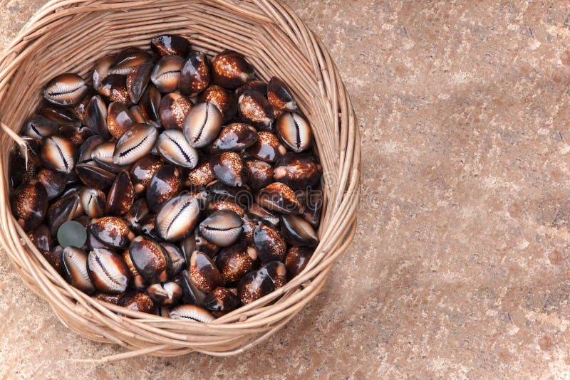 Cauri Photos Stock - Téléchargez 213 Photos libres de droits