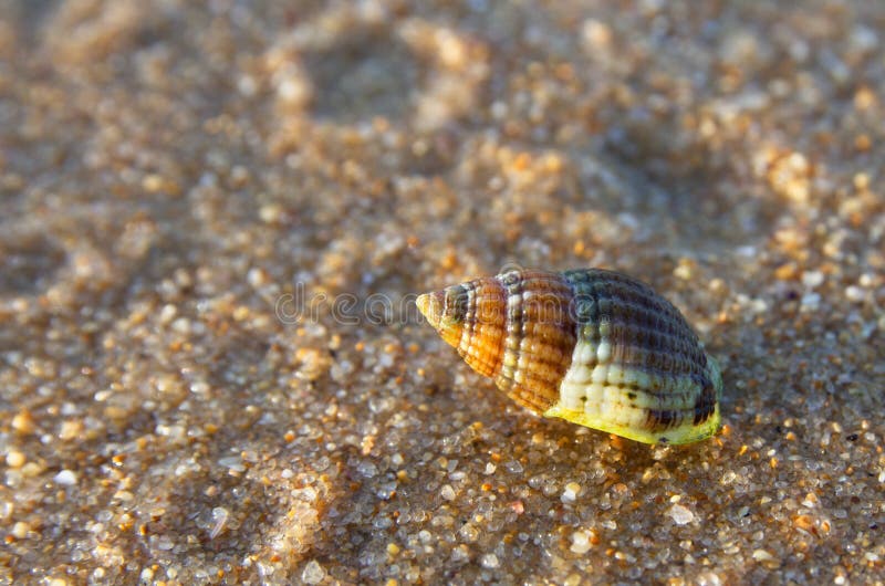 Coquille d'escargot de mer image stock. Image du coloré - 33803541