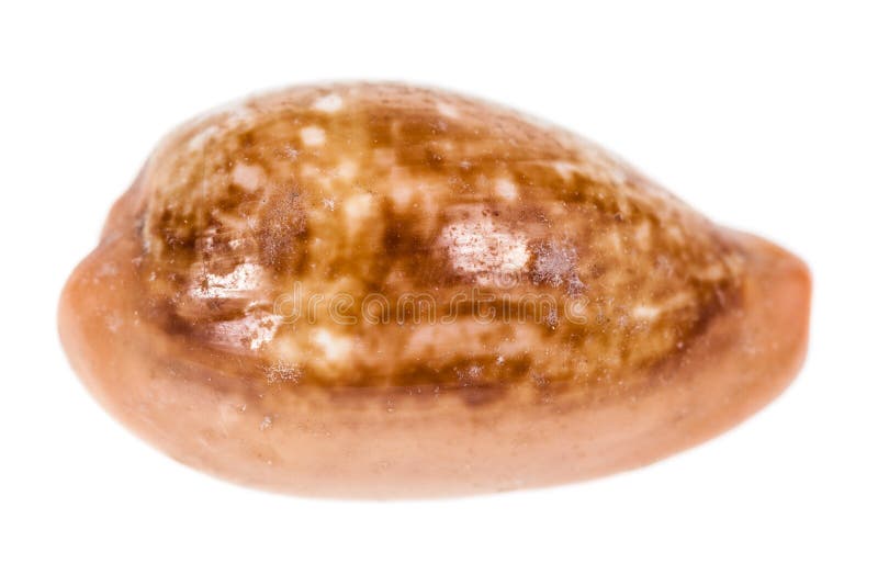 Coquille de cauri image stock. Image du durée, océan - 41820521