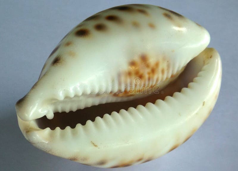 Coquille de cauri image stock. Image of durée, océan - 41820521