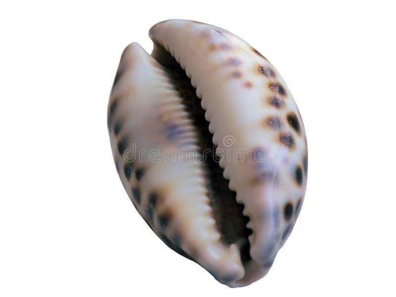 Texture Blanche De Photo De Coquille De Cauri Fond De Configuration D ...