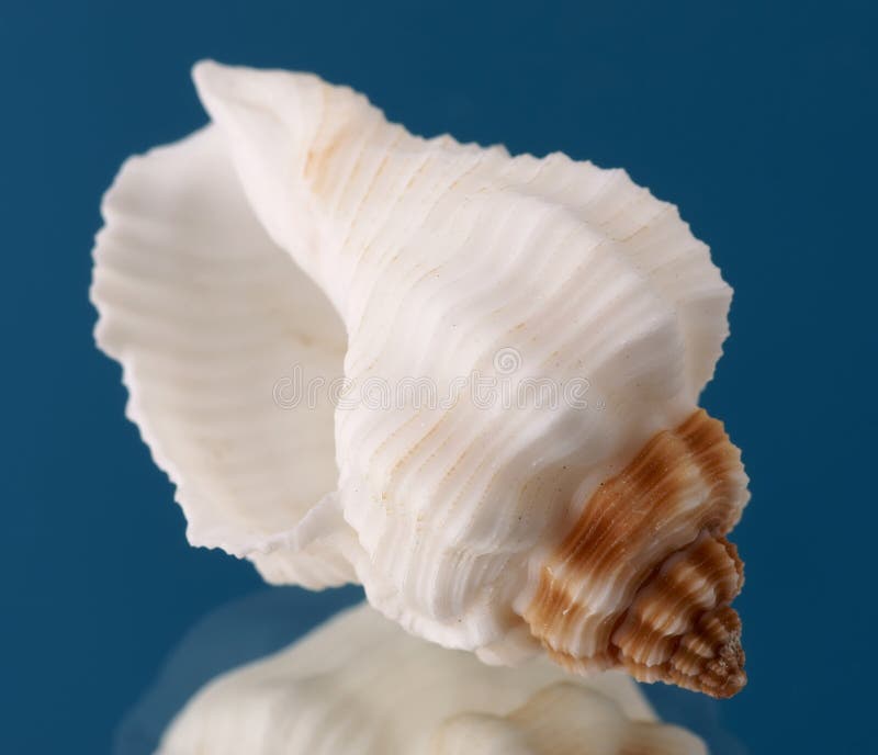 Coquille de coque photo stock. Image du nature, brun - 10984996