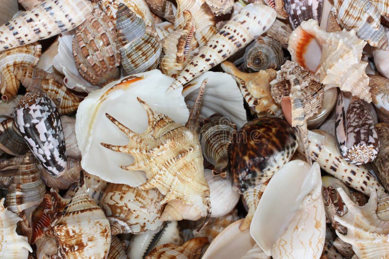 Coquille de coque image stock. Image du moule, image - 10985311