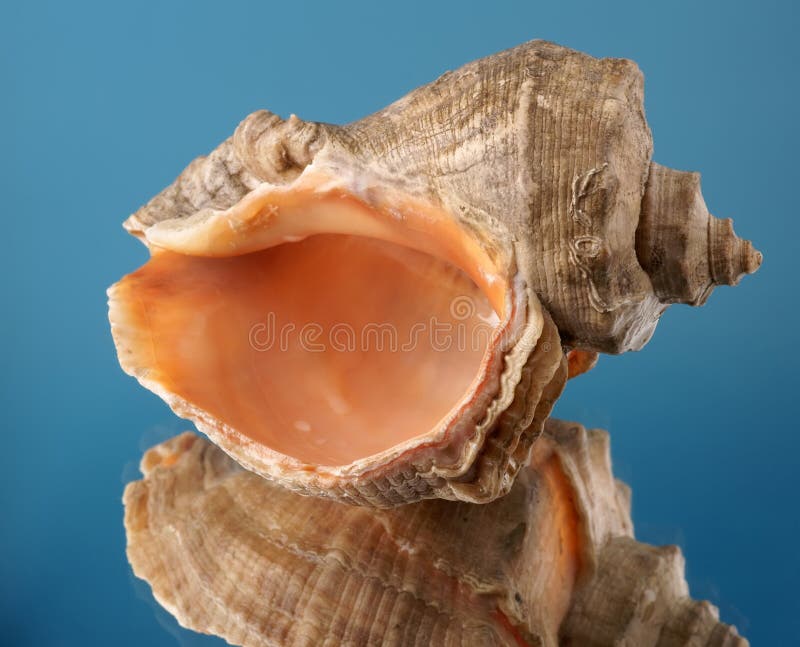 Coquille de coque de mer photo stock. Image du abstrait - 10930864