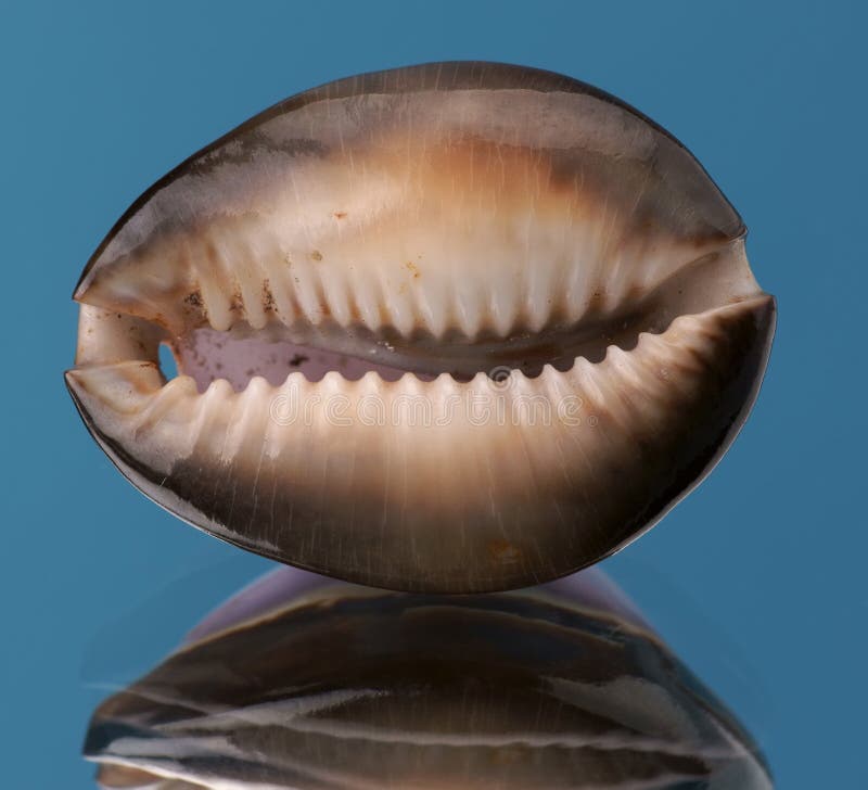 Coquille de coque de mer photo stock. Image du abstrait - 10930864