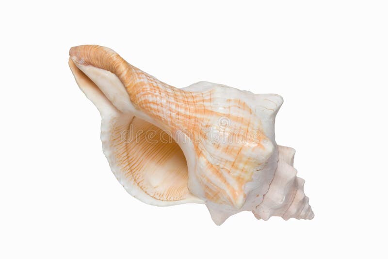 Coquille de coque de mer photo stock. Image du cockleshell - 12972706