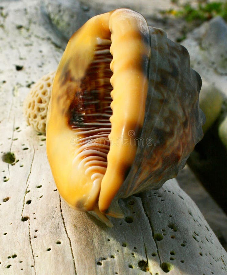 Coquille de coque de mer image stock. Image du reine - 10440197