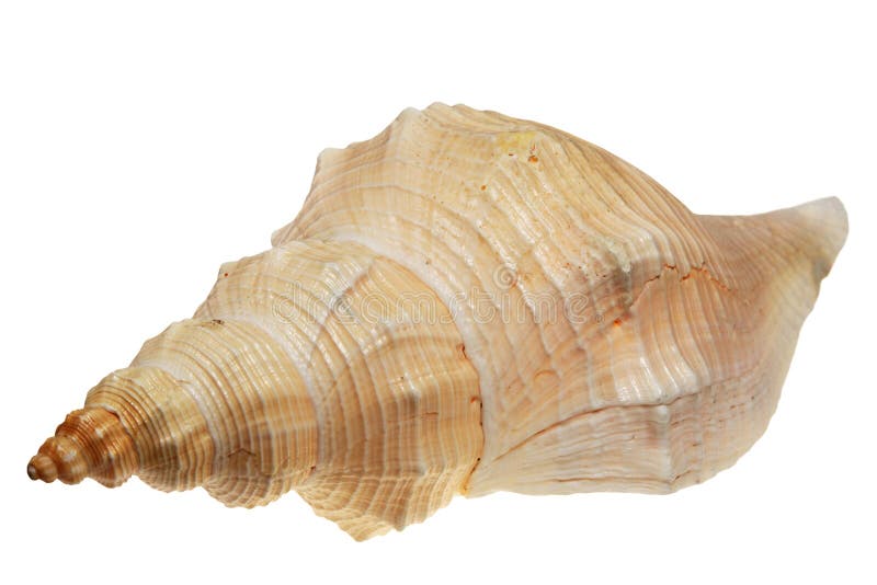 Coquille De Coque De Mer Sur Un Fond Blanc Photo stock - Image du océan ...
