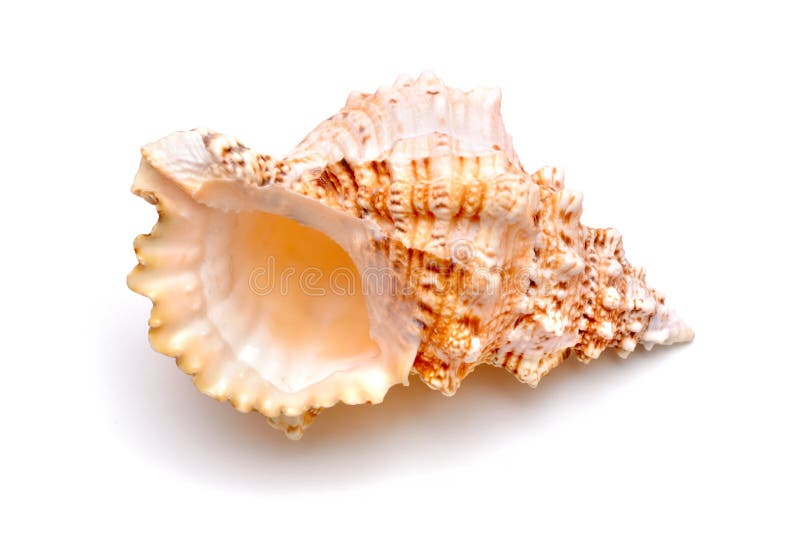 Coquille De Coque De Mer Sur Un Fond Blanc Photo stock - Image du océan ...