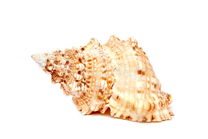Coquille De Coque De Mer Sur Un Fond Blanc Image stock - Image du objet ...