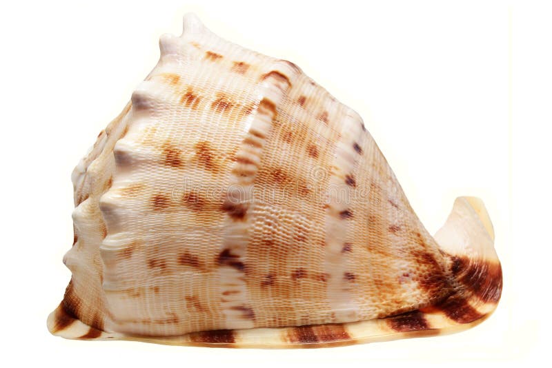 Coquille De Coque De Mer Sur Un Fond Blanc Image stock - Image du objet ...