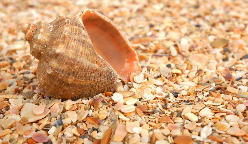 Coquille De Coque Sur Le Sable De Mer Image stock - Image du bucarde ...