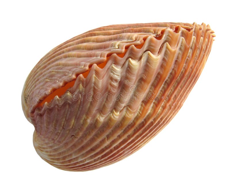 Coquille de mer photo stock. Image du océan, abstrait - 31258946