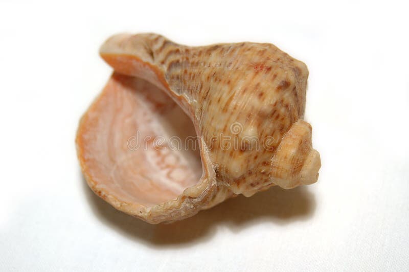 Coquille De Mer Image. Image: 54764
