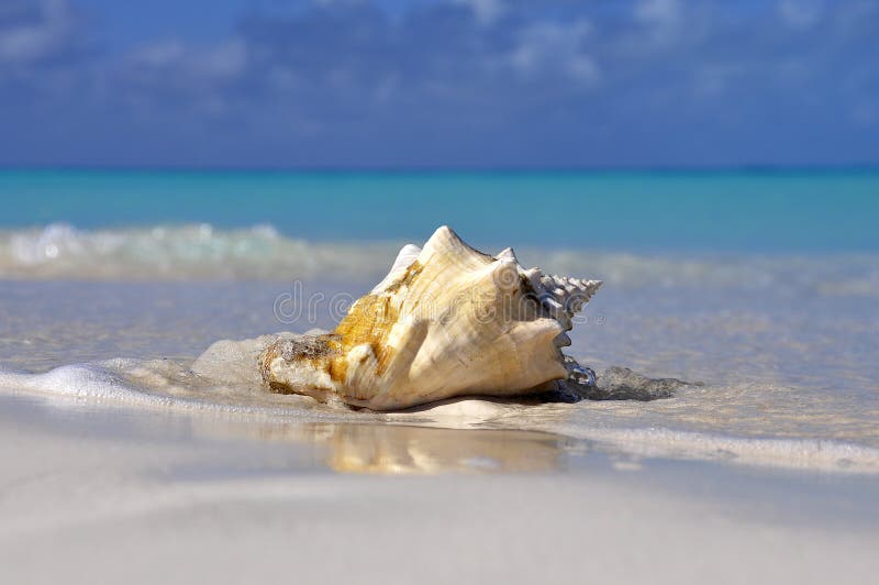 Coquille De Mer Sur La Plage Photo stock - Image du course, vacances ...