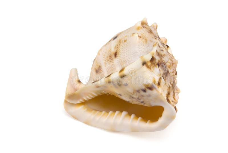 Coquille de mollusque image stock. Image du préparé, souvenir - 5264449