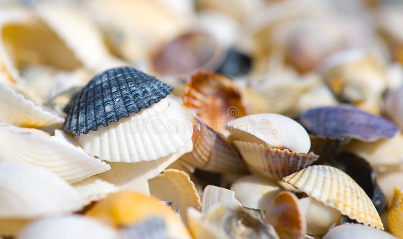 Coquilles De Beaucoup De Types Et De Tailles Image stock - Image du ...