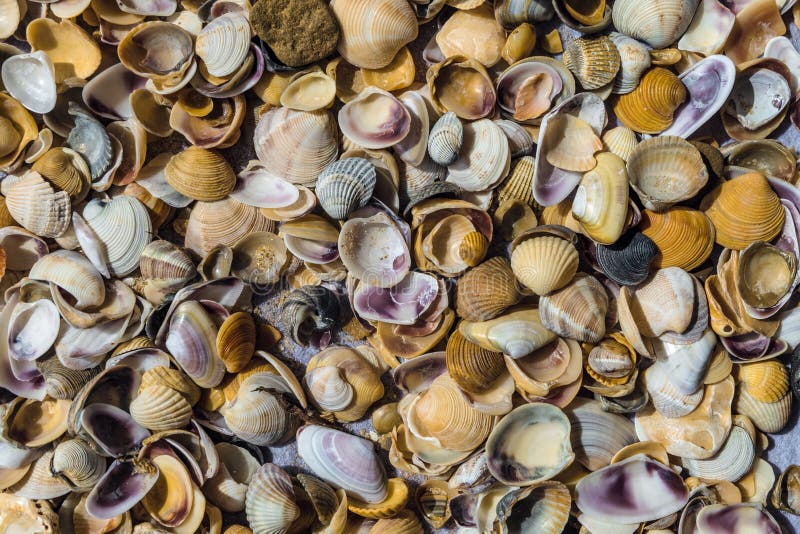 Coquilles De Mer Des Mollusques Bivalves Image stock - Image du fond ...