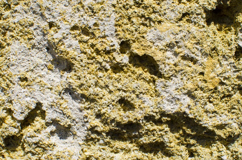 Coquina Natural Porous Stone. Construction Material Stock Image - Image ...