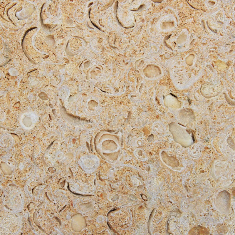 Coquina Texture. Old Wall with Natural Pattern. Stock Photo - Image of ...