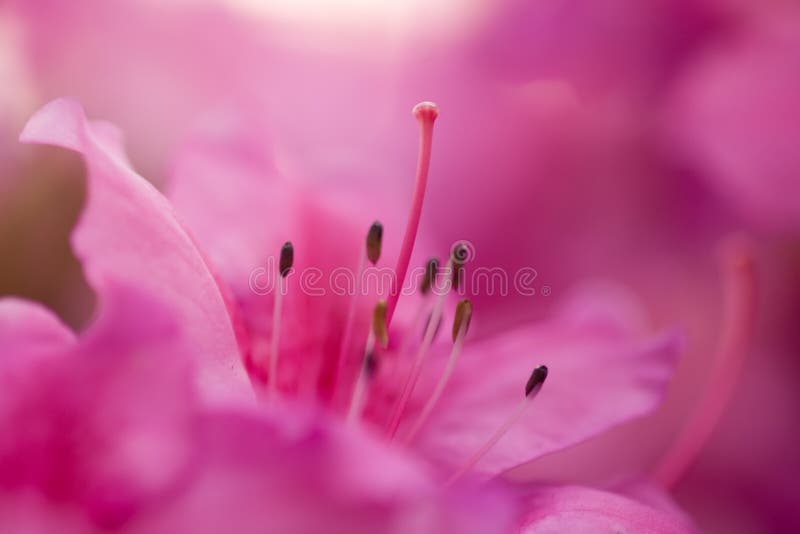 Cor-de-rosa! imagem de stock. Imagem de fresco, bonito - 2154121