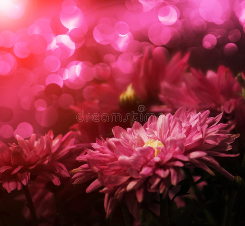 Cor-de-rosa da flor foto de stock. Imagem de planta, pétala - 20067118