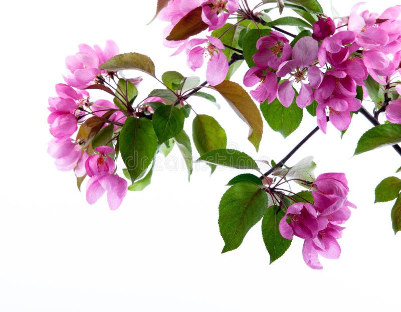 Cor-de-rosa Da Flor De Cereja Foto de Stock - Imagem de cereja, fundo ...