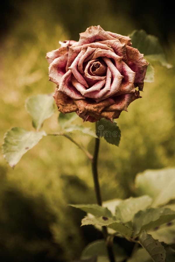A Cor-de-rosa Desvanecida Levantou-se Em Um Jardim Foto de Stock ...