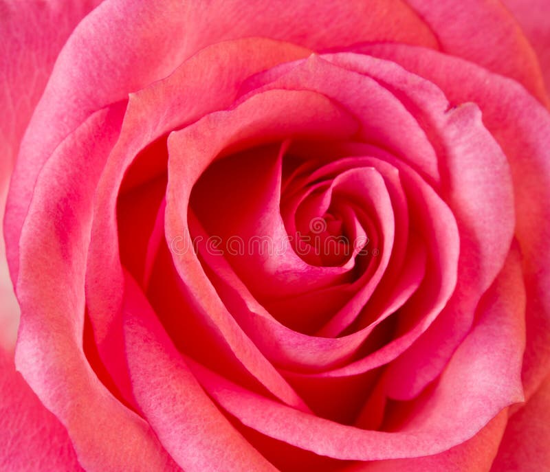 Rosa cor-de-rosa imagem de stock. Imagem de romântico - 22746313