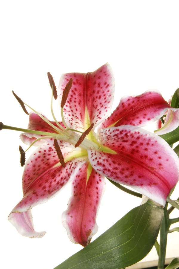 Cor-de-rosa lilly imagem de stock. Imagem de planta, folhas - 11540743