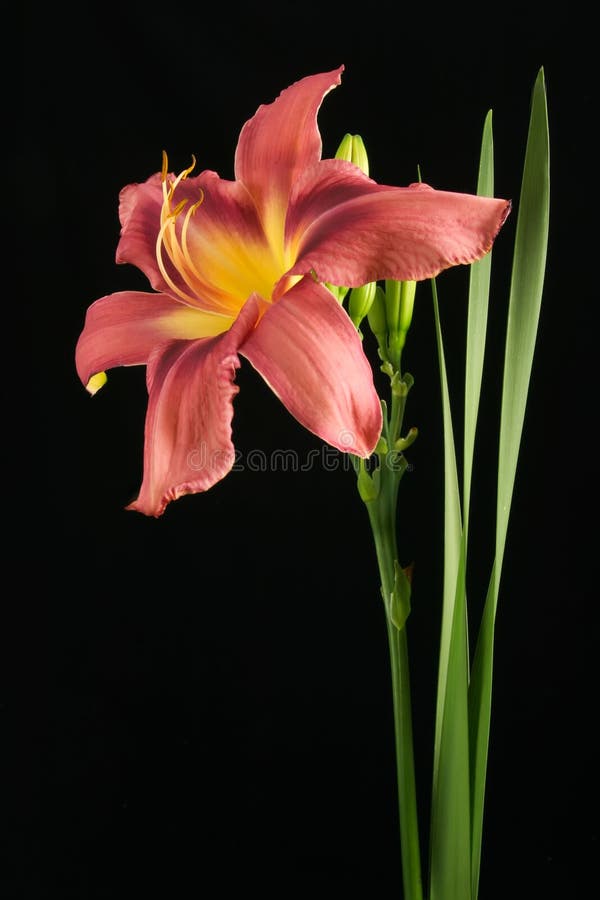 Cor-de-rosa lilly foto de stock. Imagem de buquê, beleza - 26155252