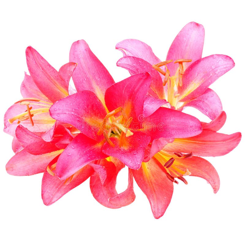 Cor-de-rosa lilly foto de stock. Imagem de bonito, floral - 9755526