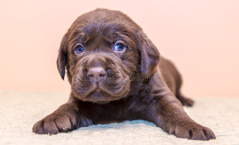 Cor Do Chocolate Do Marrom Do Cão De Labrador Retriever Do Perdigueiro ...