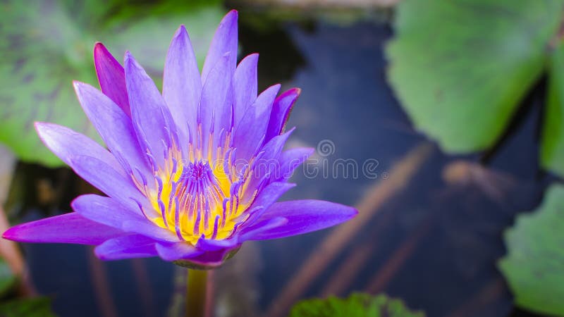 Cor Do Roxo Da Flor De Lotus Imagem de Stock - Imagem de amarelo, roxo ...