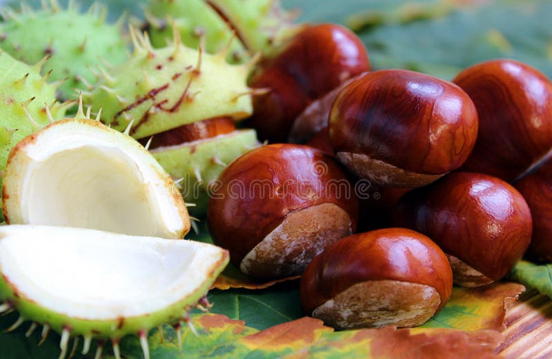 Cor marrom da castanha foto de stock. Imagem de doce - 128471322