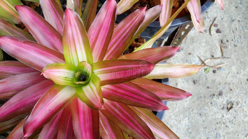 Plantas Cor-de-rosa Tropicais Da Flor Do Abacaxi Foto de Stock - Image ...