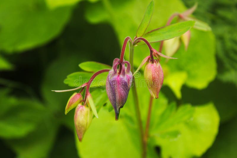 Cor Verde Na Natureza. Plantas E Folhas Na Primavera. Fundo Verde ...
