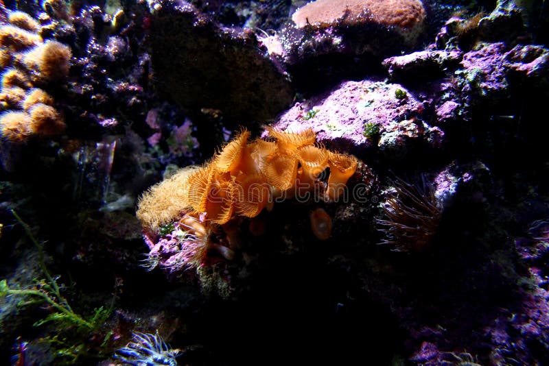 Cora Reef Anenome stock photo. Image of fish, coral, stuck - 5975434