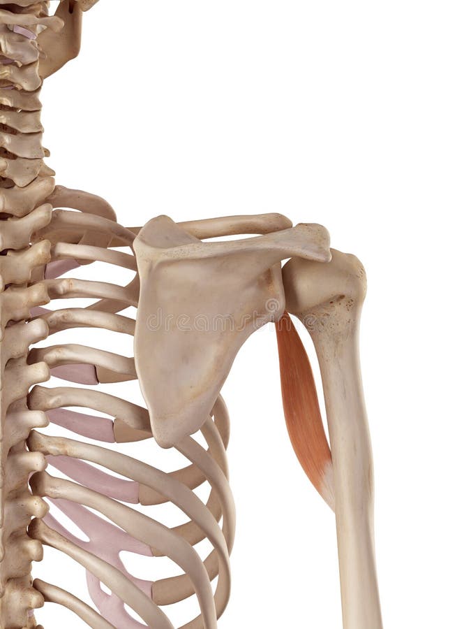 The Coracobrachialis stock illustration. Illustration of origin - 141755810