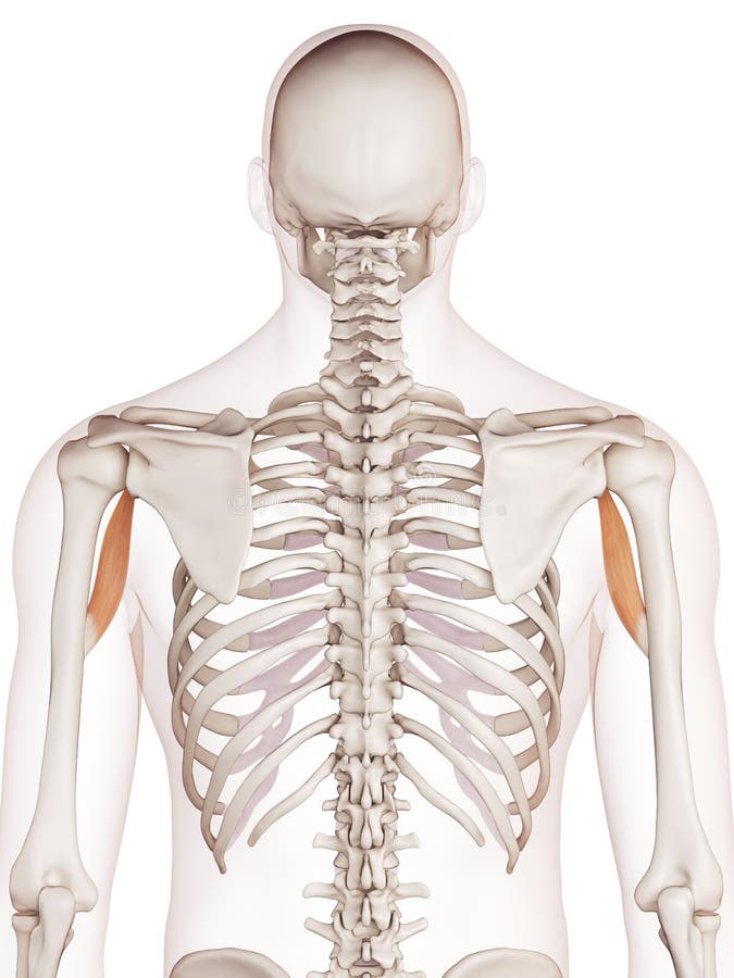 The coracobrachialis stock illustration. Illustration of accurate ...
