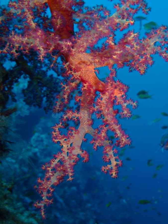 Mer Rouge De Corail De Récif Photo stock - Image du hippocampe ...