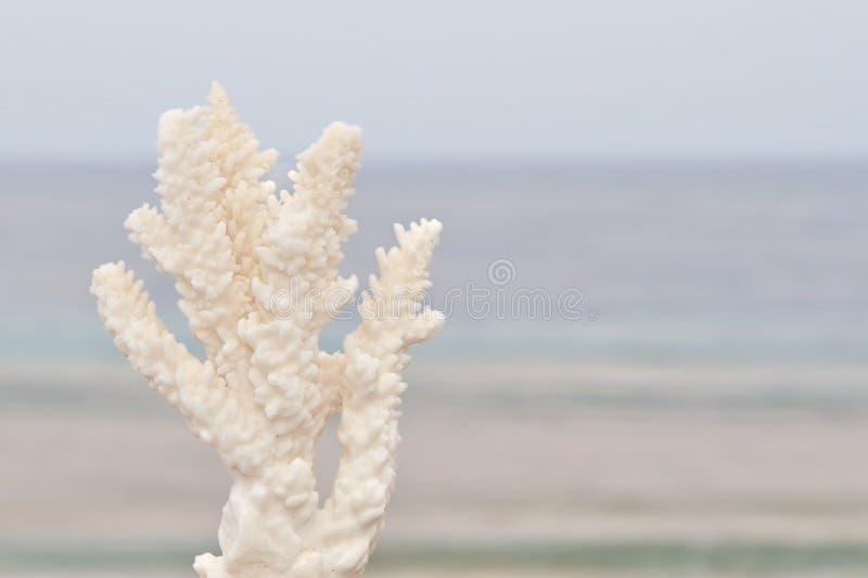 Corail blanc photo stock. Image du pastel, protection - 12848020