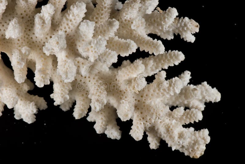 Corail blanc photo stock. Image du corail, trésor, blanc - 3287232