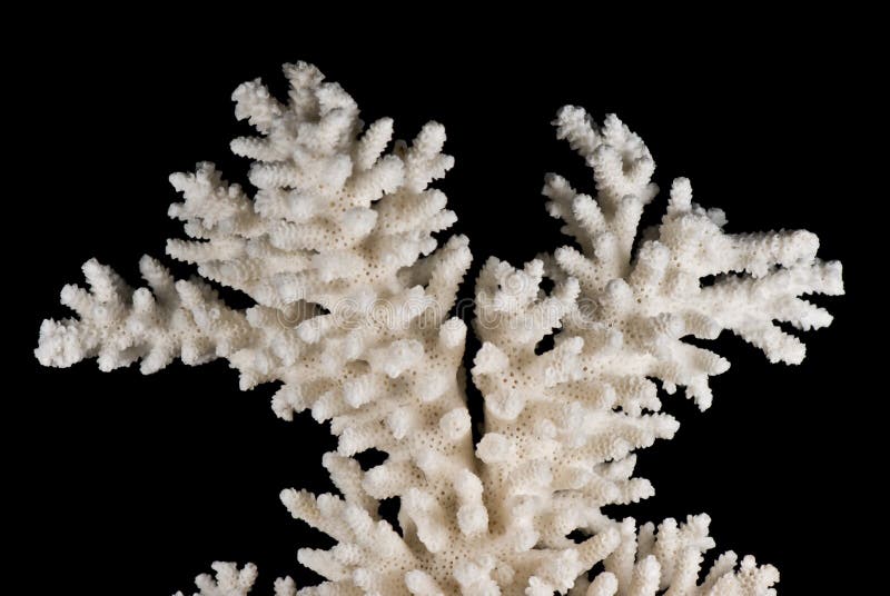 Corail blanc image stock. Image du fermer, tropique, blanc - 16409543