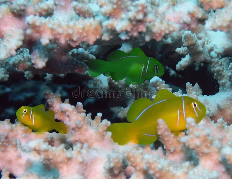 Corail Citron Gobiodon Citrinus Dans La Mer Rouge Photo stock - Image ...