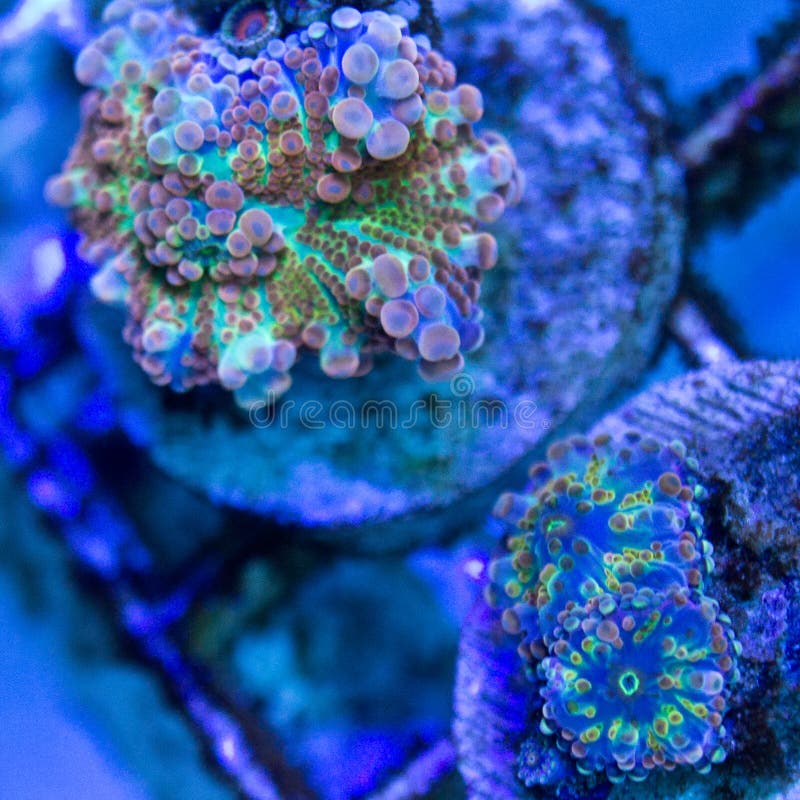 Le Champignon De Ricordea Est L'un Des Coraux De Champignon Les Plus ...