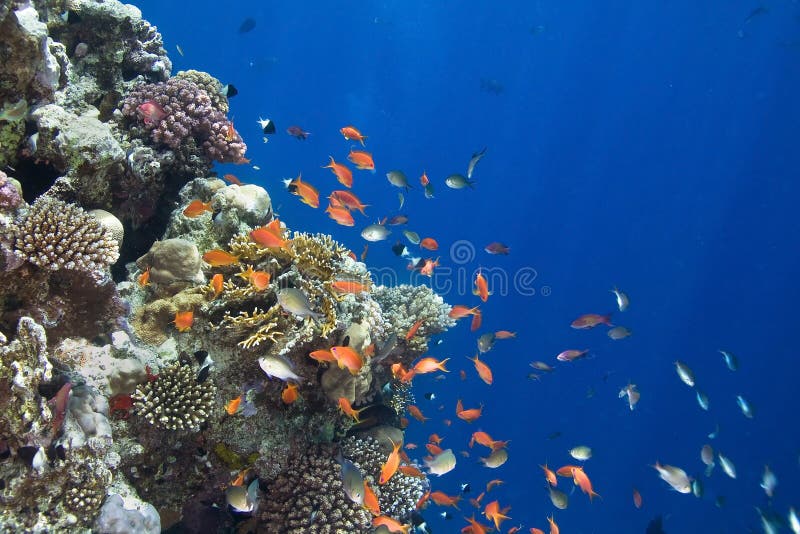 Poissons De Corail De Colonie Et De Corail. Image stock - Image du ...